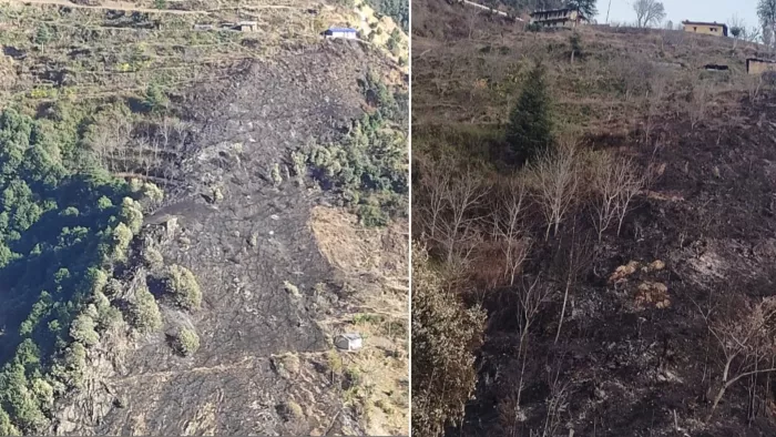 Uttarakhand Forest Fire: सेब के बगीचों में फैली जंगल की आग, 1200 फलदार ...