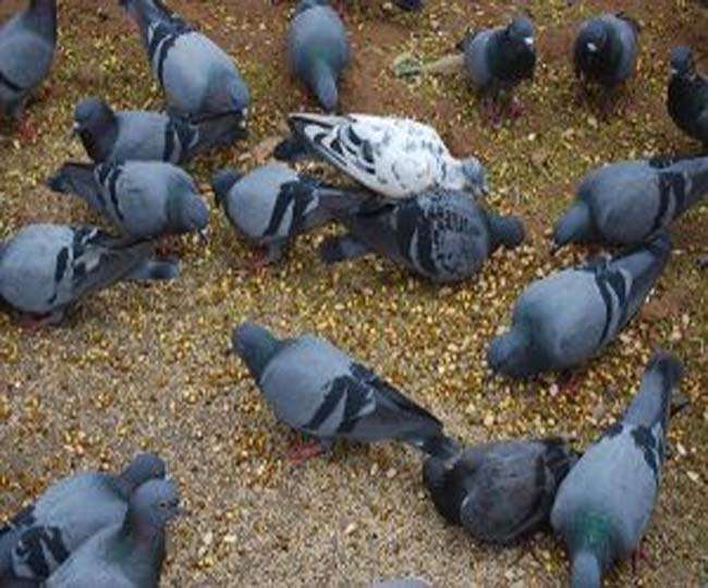 तो क्या पिजन फ्लू का इंतजार कर रहे हैं हम जानें- क्या कहते हैं विशेषज्ञ ...