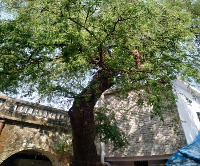 ...ऐसा वृक्ष जो सदियों से दिला रहा शनिदेव के प्रकोप से मुक्ति, इसे नष् ...