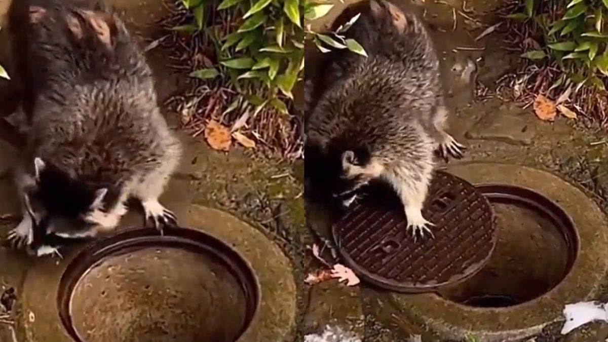 Viral Video: चूहे को चाहिए थी प्राइवेसी तो कर डाला कुछ ऐसा, वीडियो को ...