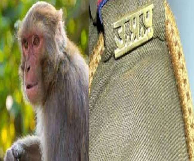 फतेहपुर : डाक्टर बनकर सिपाही ने बचाई बंदरिया की जान , मिला इनाम ...