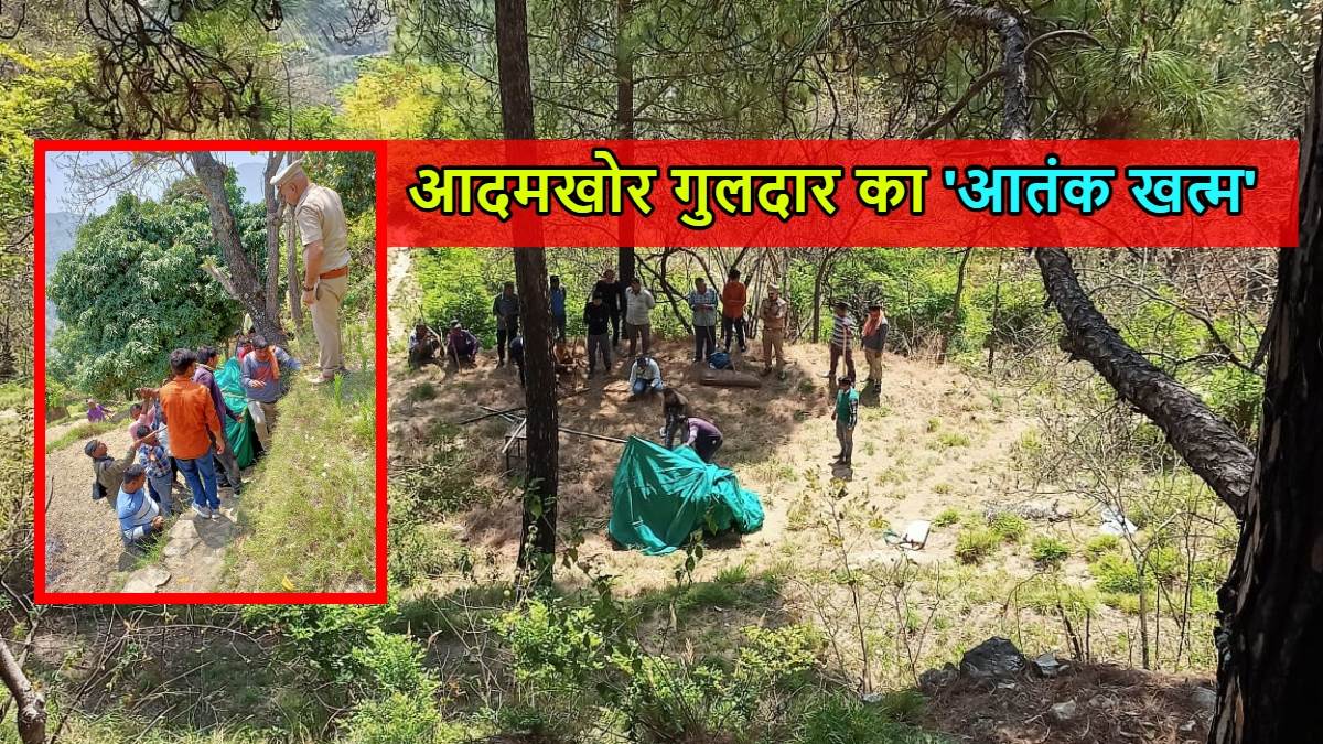 Almora News: ग्रामीण को मारने वाला हिंसक गुलदार पिंजरे में कैद, रेंजर ने कहा- दांत टूटे होने से ...