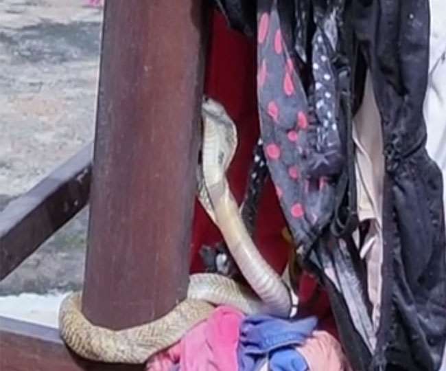 रेलकर्मी के घर में घुसा गेहुअन सांप, तीन घंटे तक मची रही अफरा - तफरी ...