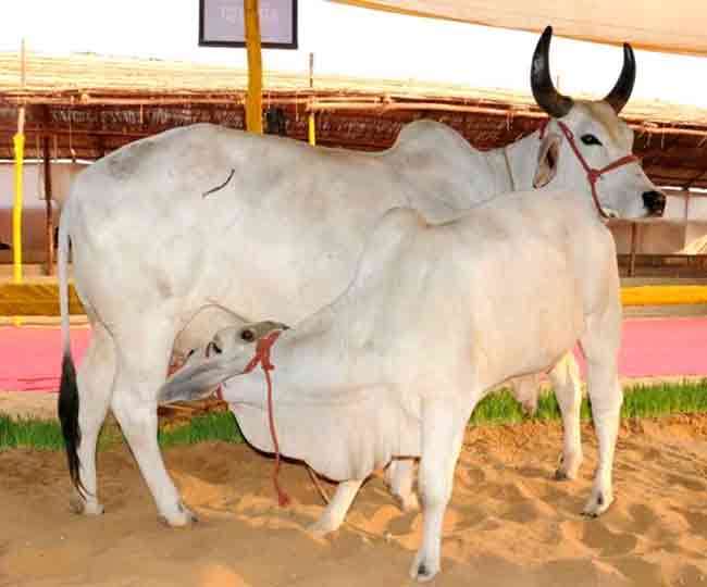 Gotavasa Dwadashi: पूजा-अर्चना के साथ करें गौमाता की आरती, होता है ...