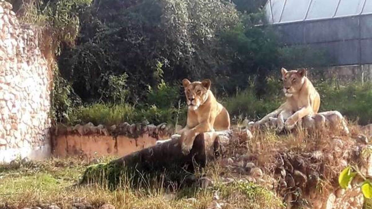 Lucknow Zoo: प‍िकन‍िक स्‍पॉट में जानवरों को म‍िलेगा बेहतर माहौल, शहर के ...