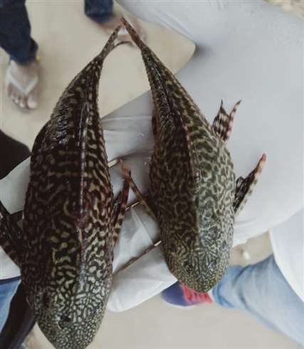 वाराणसी में गंगा नदी में मिली अनोखी मछली, पहचान के लिए वन्यजीव संस्थान ...