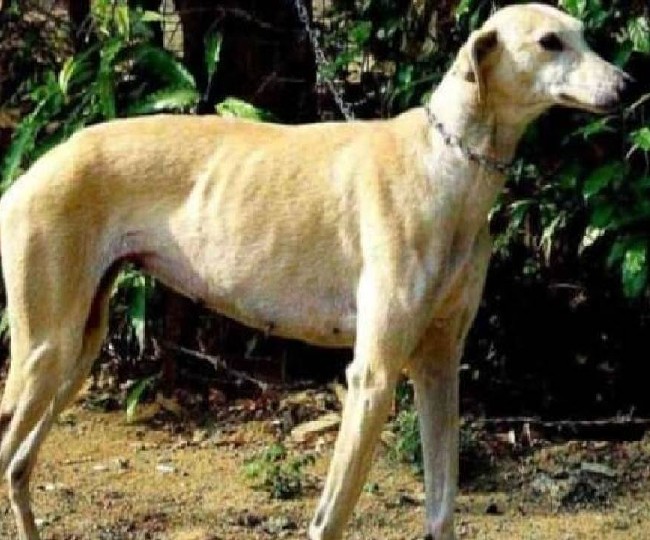 Rampur Hound: इस 'नवाबी' कुत्‍ते के नाम पर जारी हुआ था डाक टिकट, चीते ...