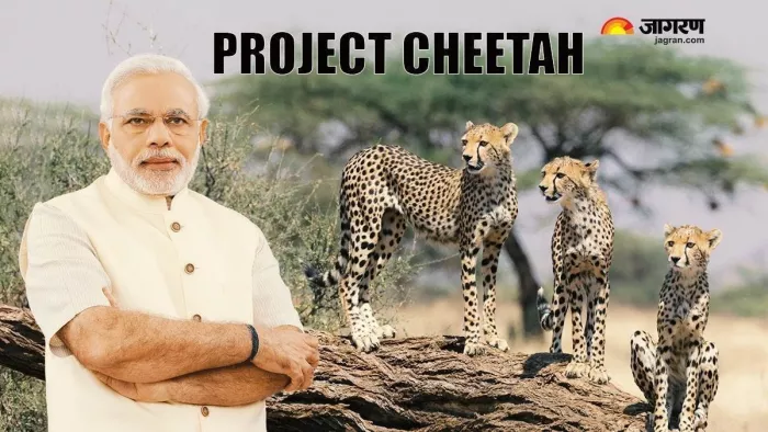 Project Cheetah: प्रोजेक्ट चीता के दूसरे वर्ष में प्रजनन, चीता चयन ...