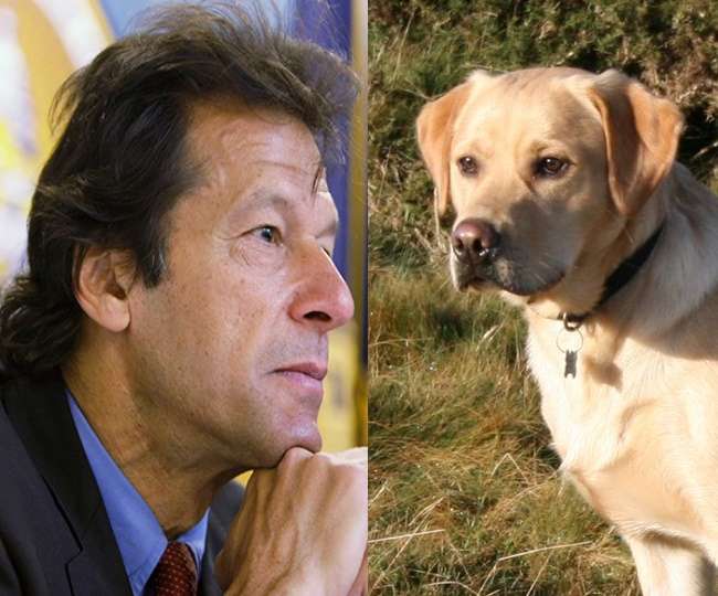 कुत्‍तों के आतंक से दहशत में पाकिस्‍तानी, जानें इमरान ने क्‍यों लगाई ...