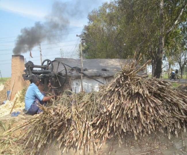 किसानों को अभी सस्‍ते में ही बेचना पड़ रहा गन्‍ना, यह वजह आई सामने ...