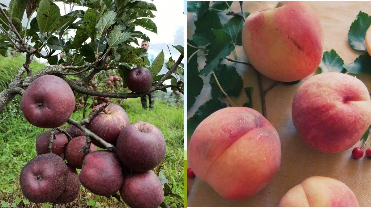 अल्मोड़ा में अब बढ़ेगा फलों का उत्पादन, 37 हेक्टेयर में लगाए जाएंगे ...