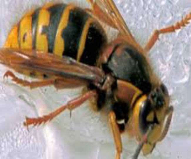 हिमाचल में गंभीर समस्या बने रंगड़: खेतों में जाने से कतराने लगे लोग ...