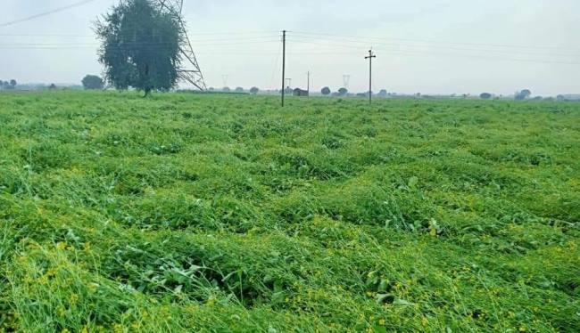 आंधी व बारिश से गिरी लाही की फसल, भीग गए खेत में कटे धान - Crop of Lahi ...