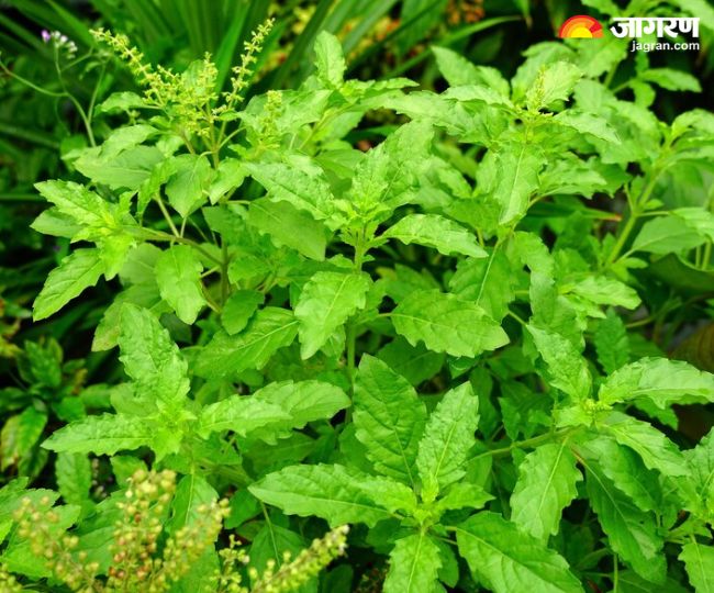 Tulsi Puja: तुलसी का पौधा लगाना क्यों है जरूरी, फायदे इतने की आज ही ...