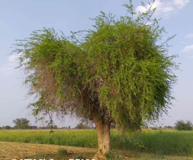 गुणों की खान है यह पेड़, हरियाणा में लगातार घट रही संख्या, वन विभाग ...