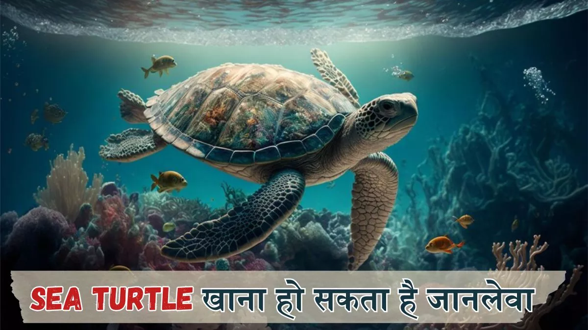 सी टर्टल खाने से गई 9 लोगों की जान, जानें क्या है chelonitoxism और इसके लक्षण - 8 people died ...
