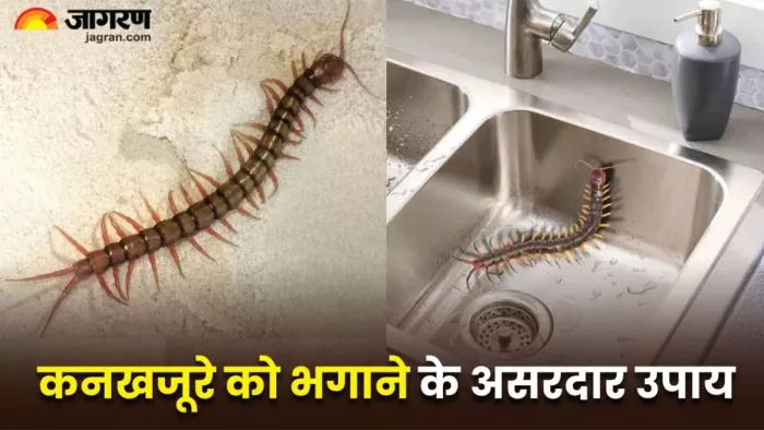 गर्मी आते ही घर में बढ़ गया है कनखजूरे का आतंक, तो 4 तरीकों से दिखाएं ...