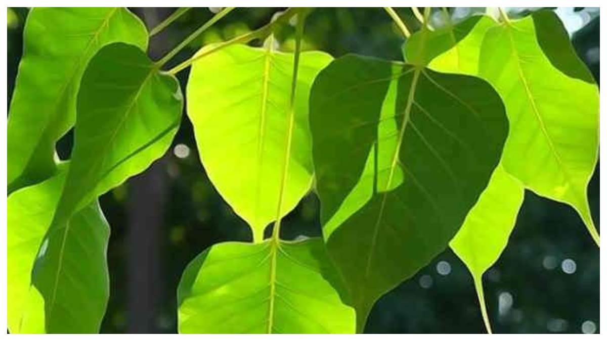 Worship Peepal Tree: पीपल की पूजा का क्यों हैं इतना महत्व, पुराणों में ...