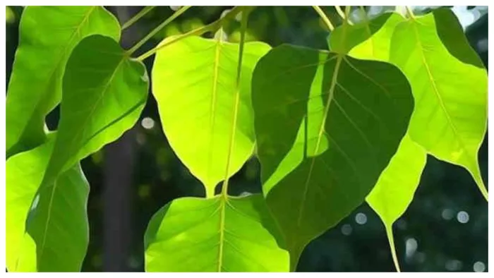 Worship Peepal Tree: पीपल की पूजा का क्यों हैं इतना महत्व, पुराणों में ...