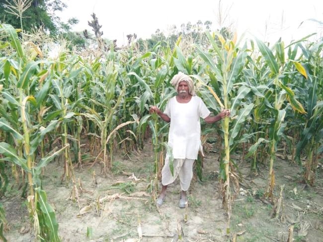 बढ़ा मक्के की खेती का रकबा - Area of maize cultivation increased in the ...