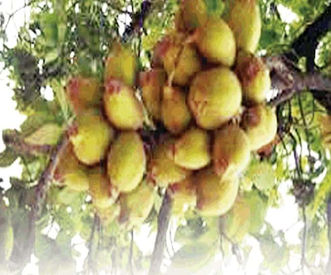 Vocal For Local : एशिया प्रसिद्ध महुआ की मांग की है खास वजह, जानिए तो ...