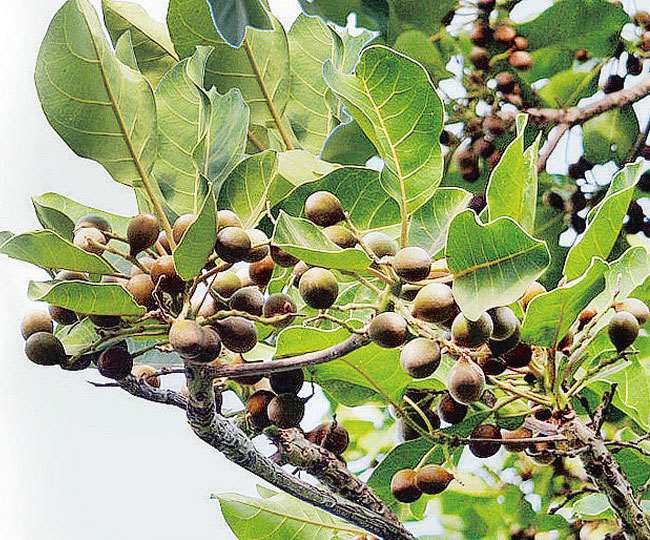 Health Benefits Of Baheda: पेट से दिमाग तक को निरोग बनाता आयुर्वेदिक ...