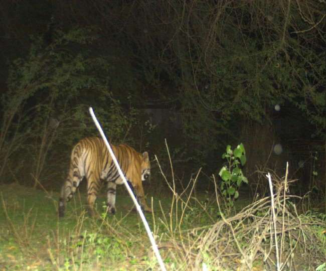 बरेली में बाघिन खा गई 62 लाख, टैंक के नीचे बना रखा था सुरक्षित आवास ...