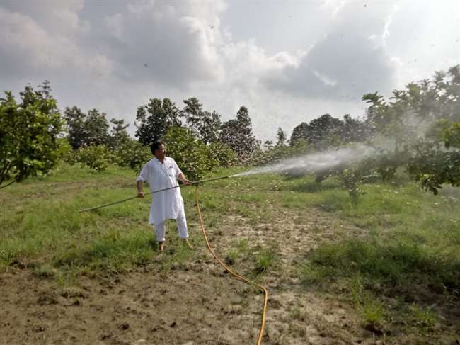 Grasshopper Team Attack Update : पीलीभीत में टिड्डी दल को खत्‍म करने ...