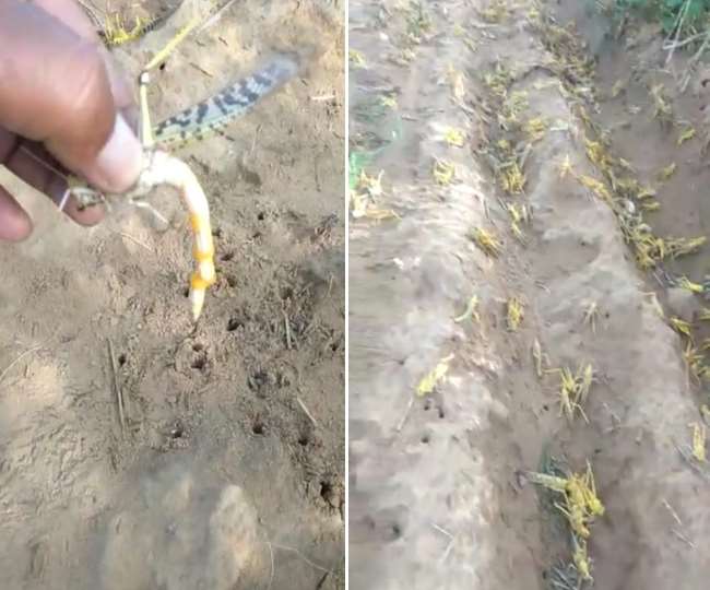 हरियाणा में फिर हमला कर सकता है टिड्डी दल जमीन में अंडे देते हुए वीडियो ...