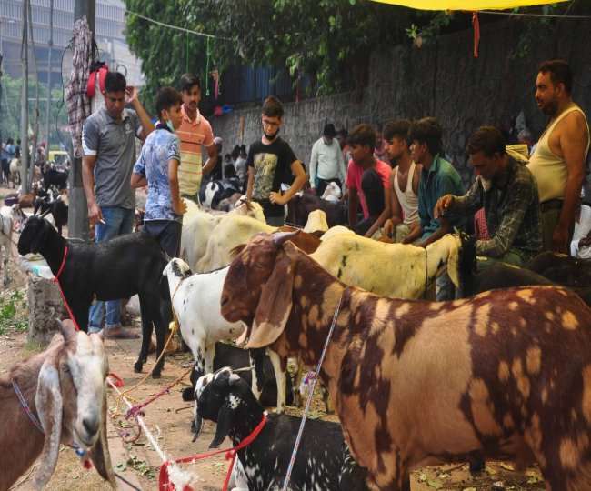 Bakra Eid 2021: दिल्ली में 30 फीसद तक बढ़े बकराें के दाम, ढाई लाख रुपये ...