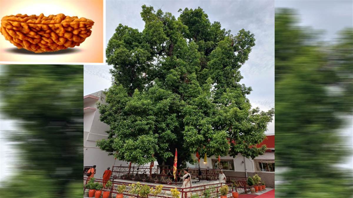 Sawan 2022 : हरिद्वार में एक मुखी दुर्लभ रुद्राक्ष का पेड़, सच्चे मन से ...