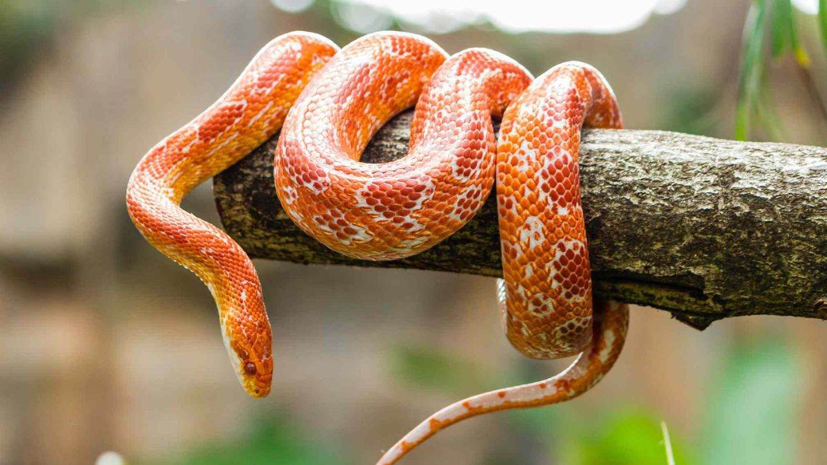 Unique Snakes World: सांप को मारने पर हो सकती सजा.. झारखंड में 26 ...