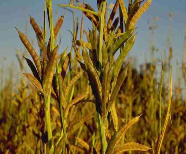 हरियाणा में ग्वार की फसल पर बीमारियों का बढ़ा प्रकोप किसान ऐसे करें ...