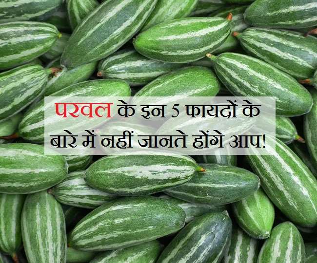 Parwal Benefits: अगर नहीं पसंद है परवल, तो इसके फायदे कर देंगे आपको ...