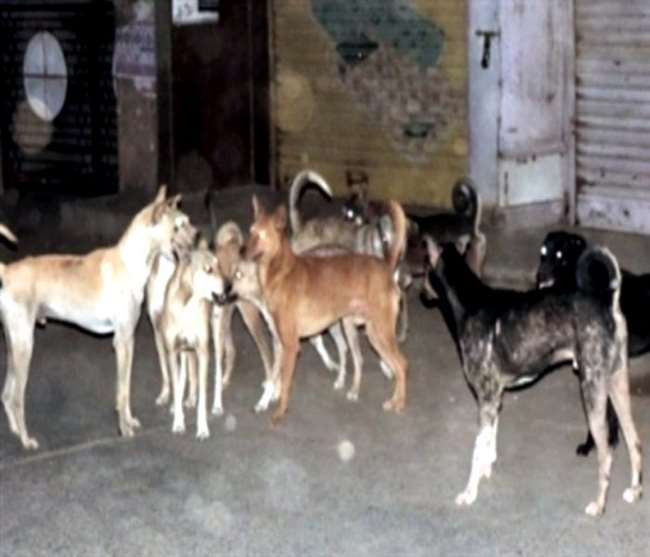 Jammu: जम्मू में बढ़ रहा कुत्तों का आतंक, शहर में 40 हजार से ज्यादा ...