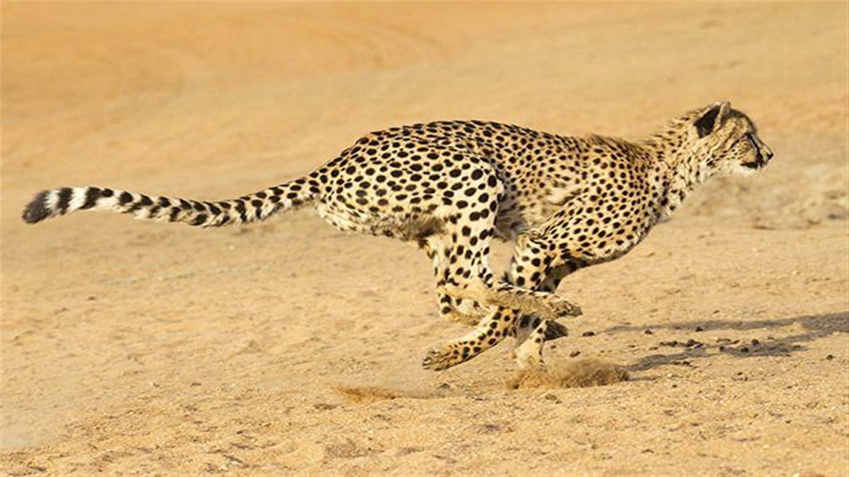 Cheetahs Tail Facts: चीते की पूंछ रफ्तार बढ़ाने में करती है मदद, जानिए इसके बारे में कुछ खास ...
