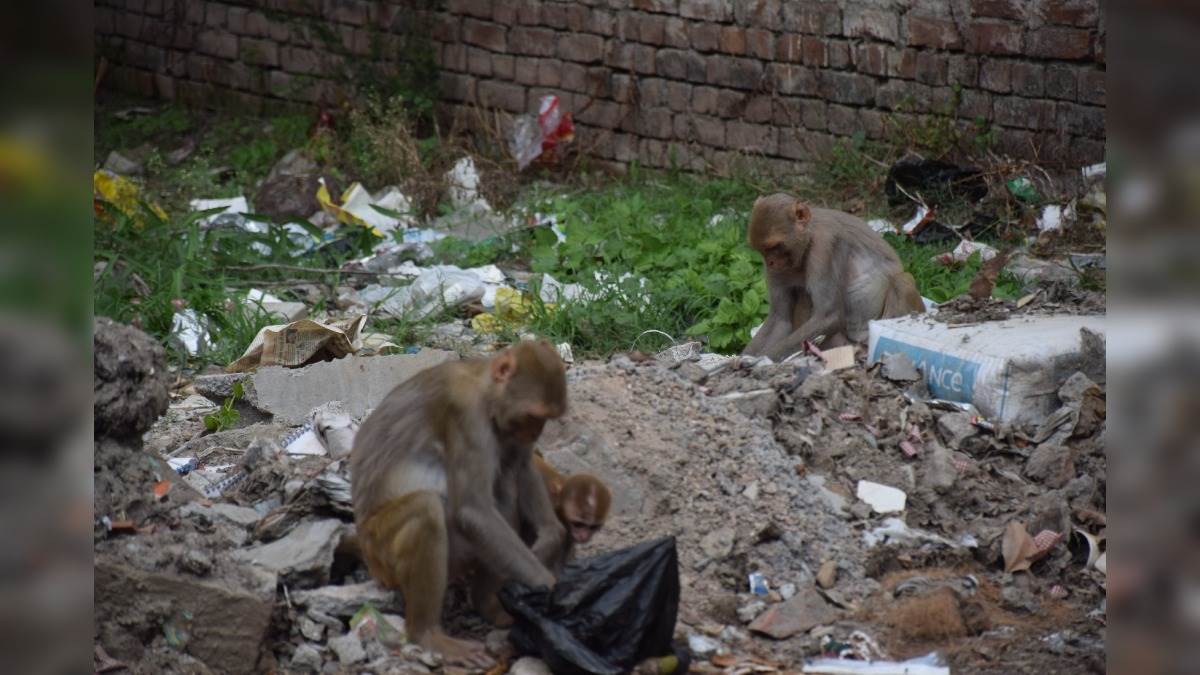 Monkey Attack In Farrukhabad : बंदर के हमले से छत से गिरी महिला, सैफई ले जाते समय तोड़ा दम ...