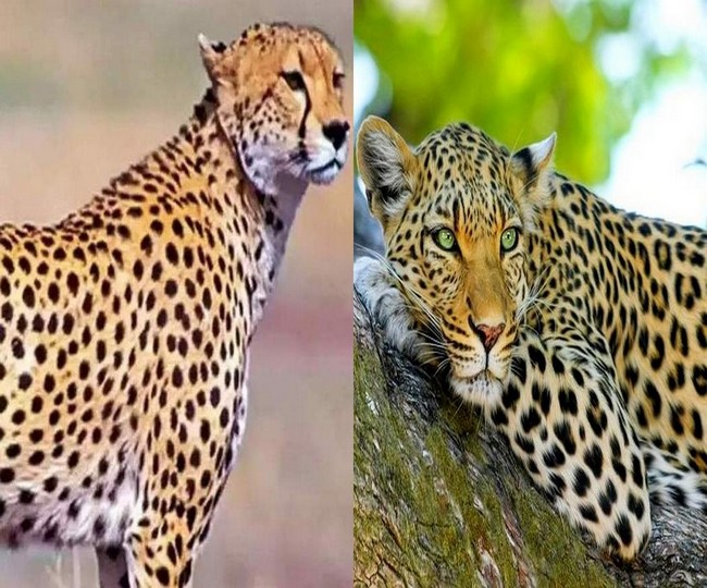 Cheetah Returns: शेर, चीता, बाघ और तेदुएं को पहचानने में चूक जाते हैं ...