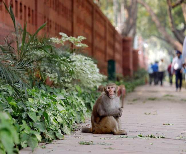 Monkeys Vs Humans: इस मामले में बंदर मनुष्यों से ज्यादा तरीके तलाशते ...
