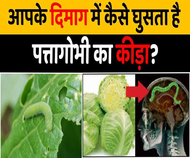 Health ALERT : सावधान...पत्ता गोभी खाने से दिमाग में पहुंच जाता है यह ...