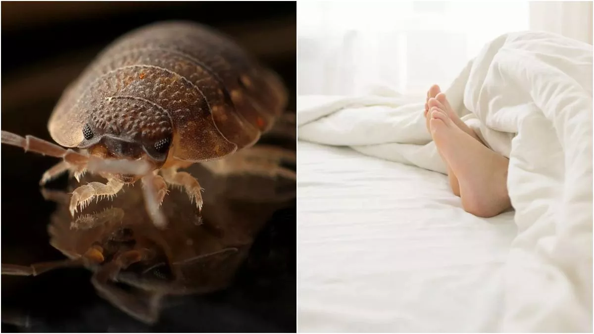 Bed Bugs Home Remedies: घर में खटमल के आंतक से हैं परेशान, तो इन घरेलू ...