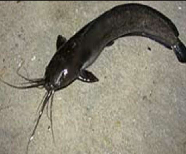 थाई मांगुर खाने के शौकीन तो नहीं है आप, जान‍िए क्‍यों जानलेवा है यह ...