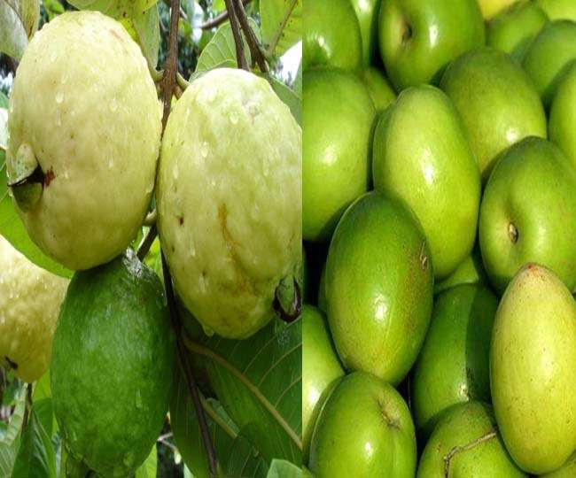 Madhya Pradesh : प्राकृतिक उपायों से अमरूद और बेर की उम्र बढ़ाने पर शोध ...