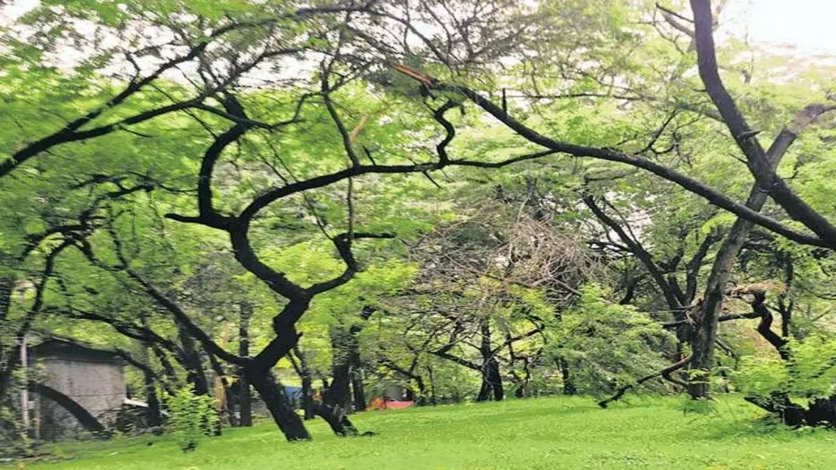 Delhi News: विलायती कीकर के ‘कैंसर’ की वन विभाग खुद करेगा ‘सर्जरी ...