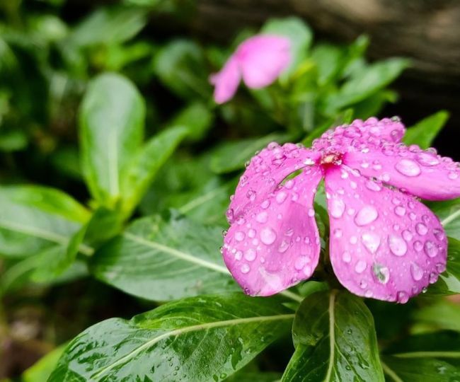 औषधीय गुणों से भरपूर हैं ये 5 रंग-बिरंगे फूल, कई बीमारियों में करते हैं ...