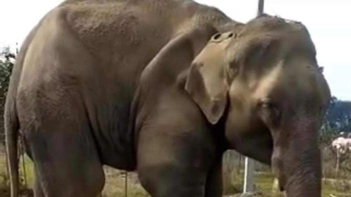 दर्द से तड़प रहे मोती हाथी ने ली आखरी सांस, पैर में संंक्रमण के कारण गई ...