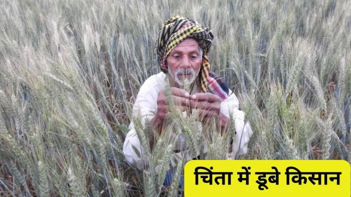मौसम की बेरुखी ने बढ़ाई किसानों की चिंता, बारिश और तेज हवा से गिरी ...