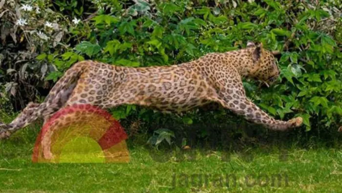 Bijnor News: गुलदार के हमले में महिला की मौत, बच्चों के लिए जान का खतरा ...