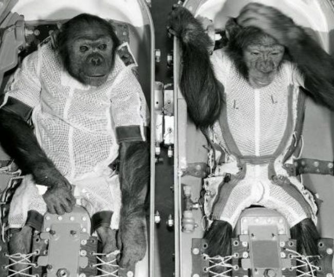 मिलिए अंतरिक्ष में जाने वाले दुनिया के पहले चिंपैंजी से, जिसे अमेरिकी ...