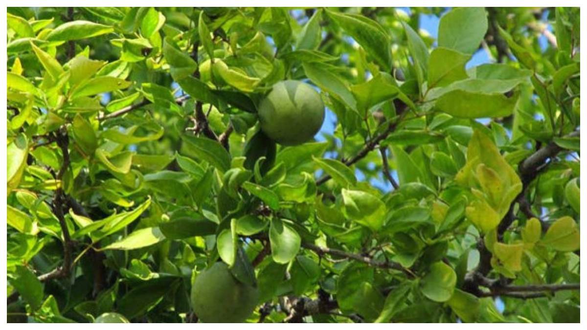 Bel Patra Tree Benefits: घर में बेलपत्र का पेड़ लगाना कितना शुभ, जानें ...